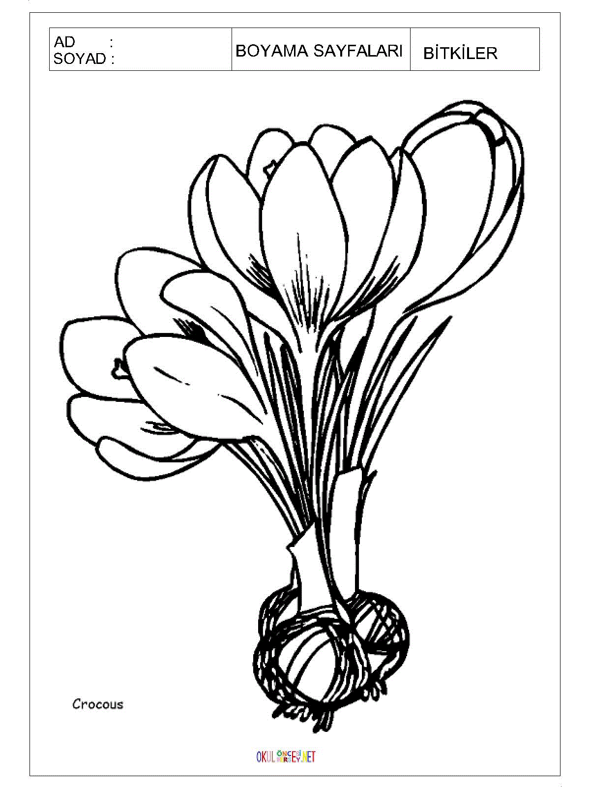 BİTKİLER-BOYAMA SAYFALARI-OKUL ÖNCESİ HERŞEY