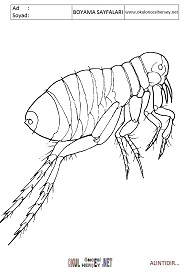 Pire Boyama Sayfaları