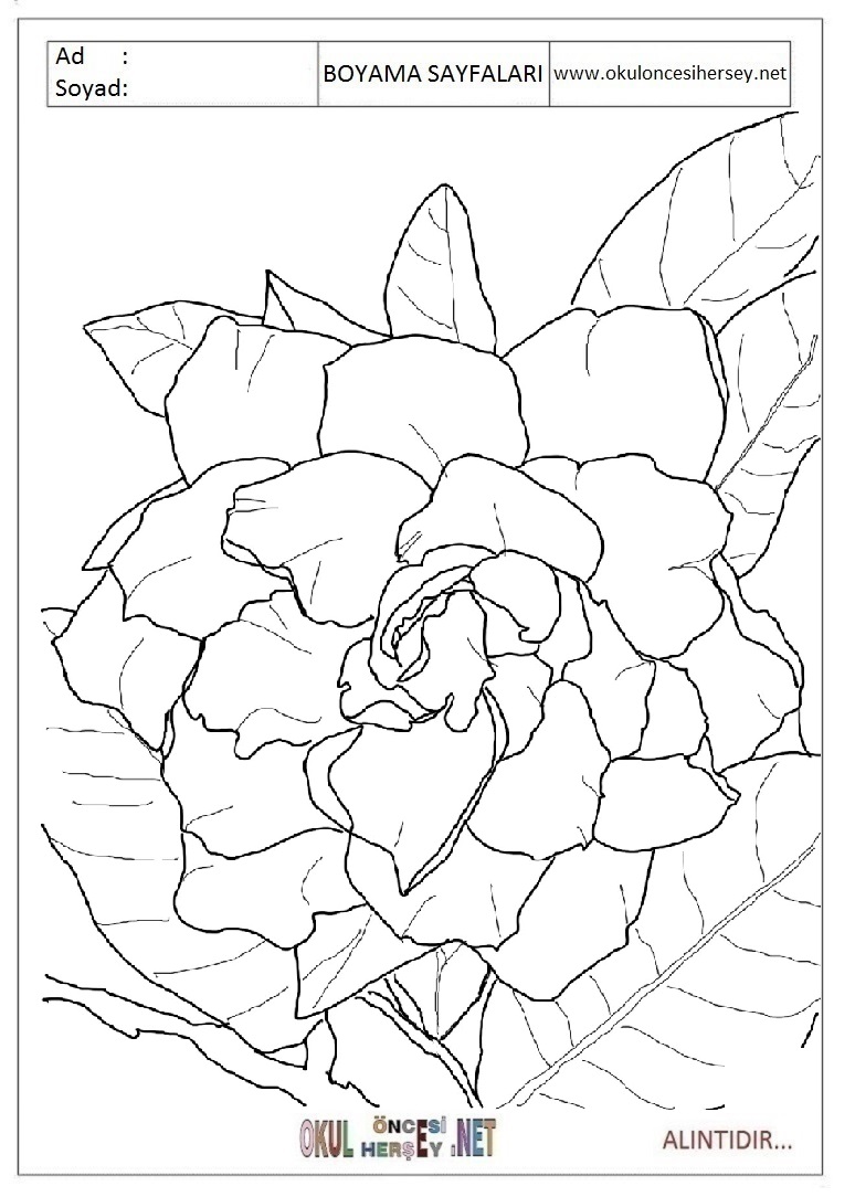 Okul Öncesi Herşey