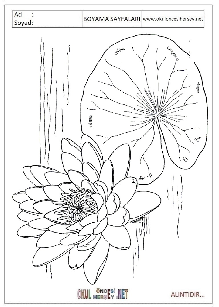 Çiçek Boyama Sayfaları