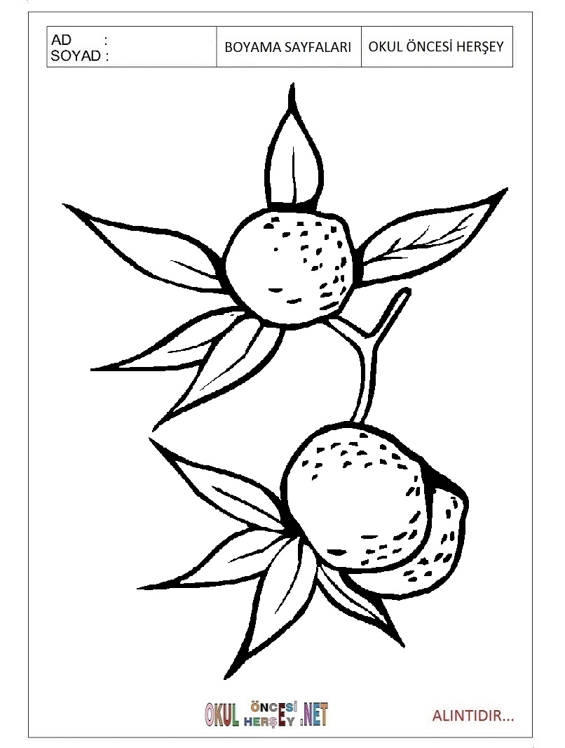 Portakal Boyama Sayfaları