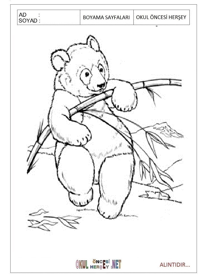 Panda Boyama Sayfaları